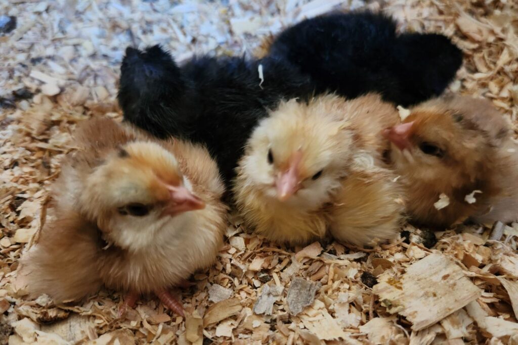 Live Chickens – Mount Zion Farm