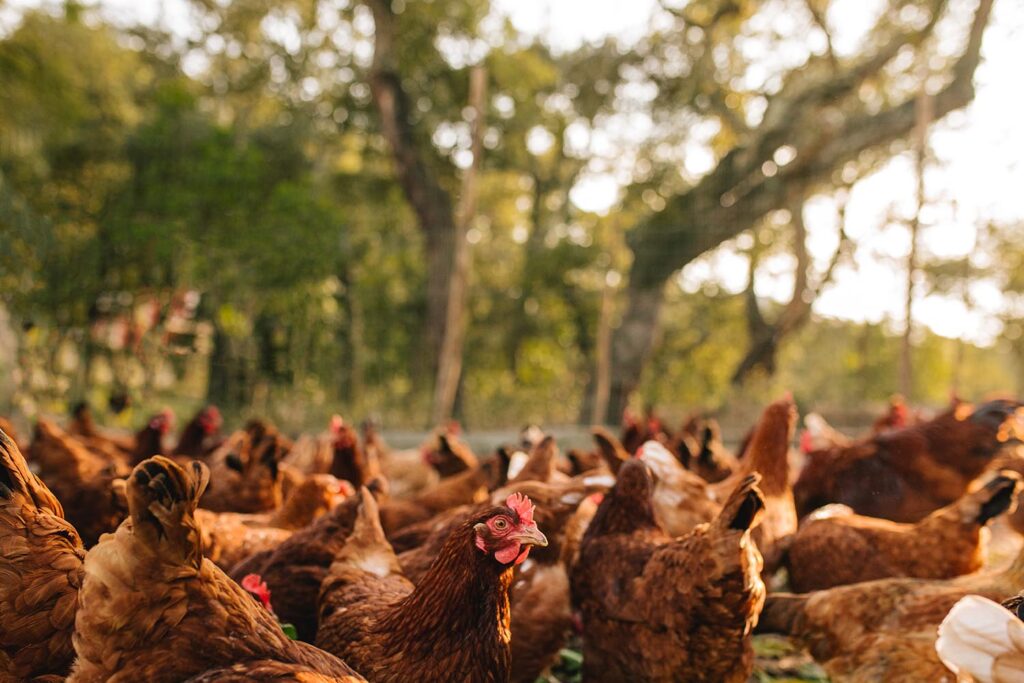 Mount Zion Farm